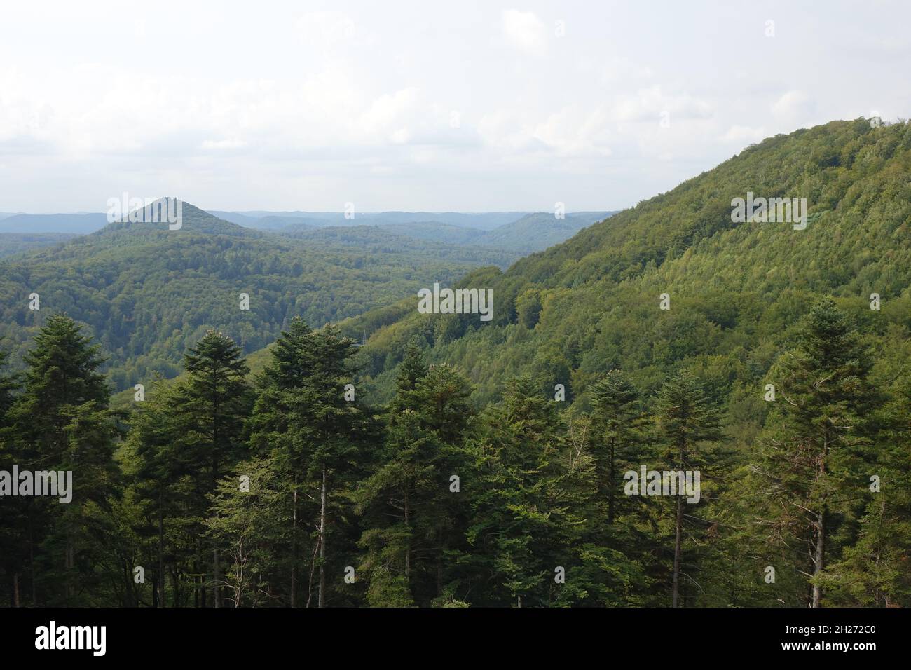 Scenic view over Palatinate Forest and the Vosges from the ruin of ...