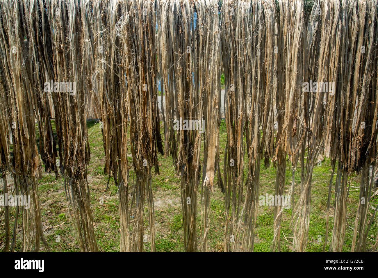 Jute fiber is being dried in the sun by the side of the road in the ...