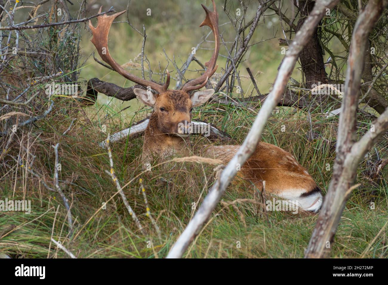 deer in the wild nature in the netherlands Stock Photo - Alamy