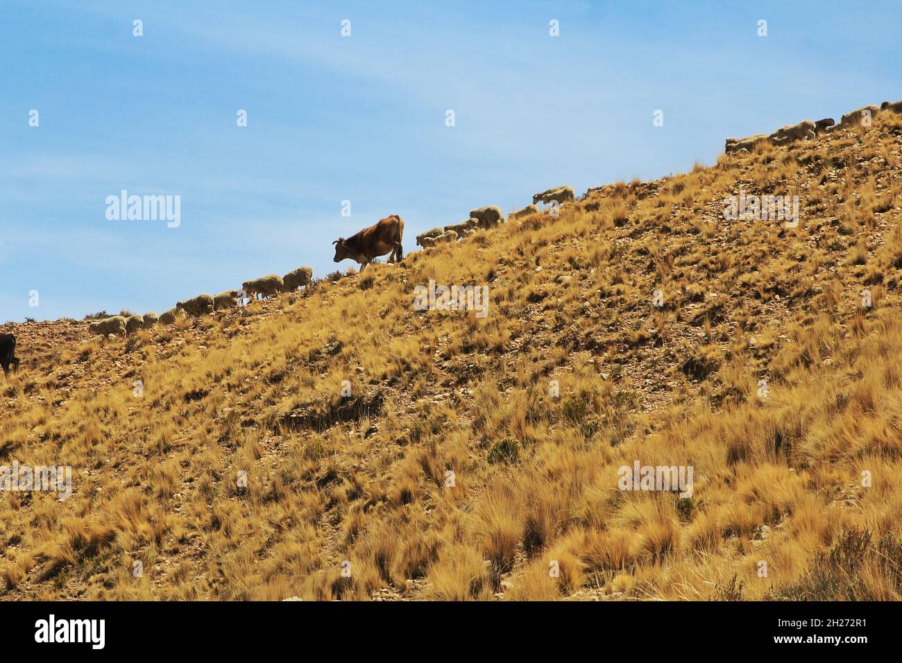 Beautiful scenery of a herd of cattle moving downwards a hill covered ...