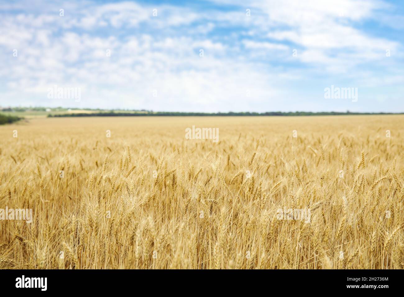 Golden wheat in grain field. Cereal farming Stock Photo - Alamy