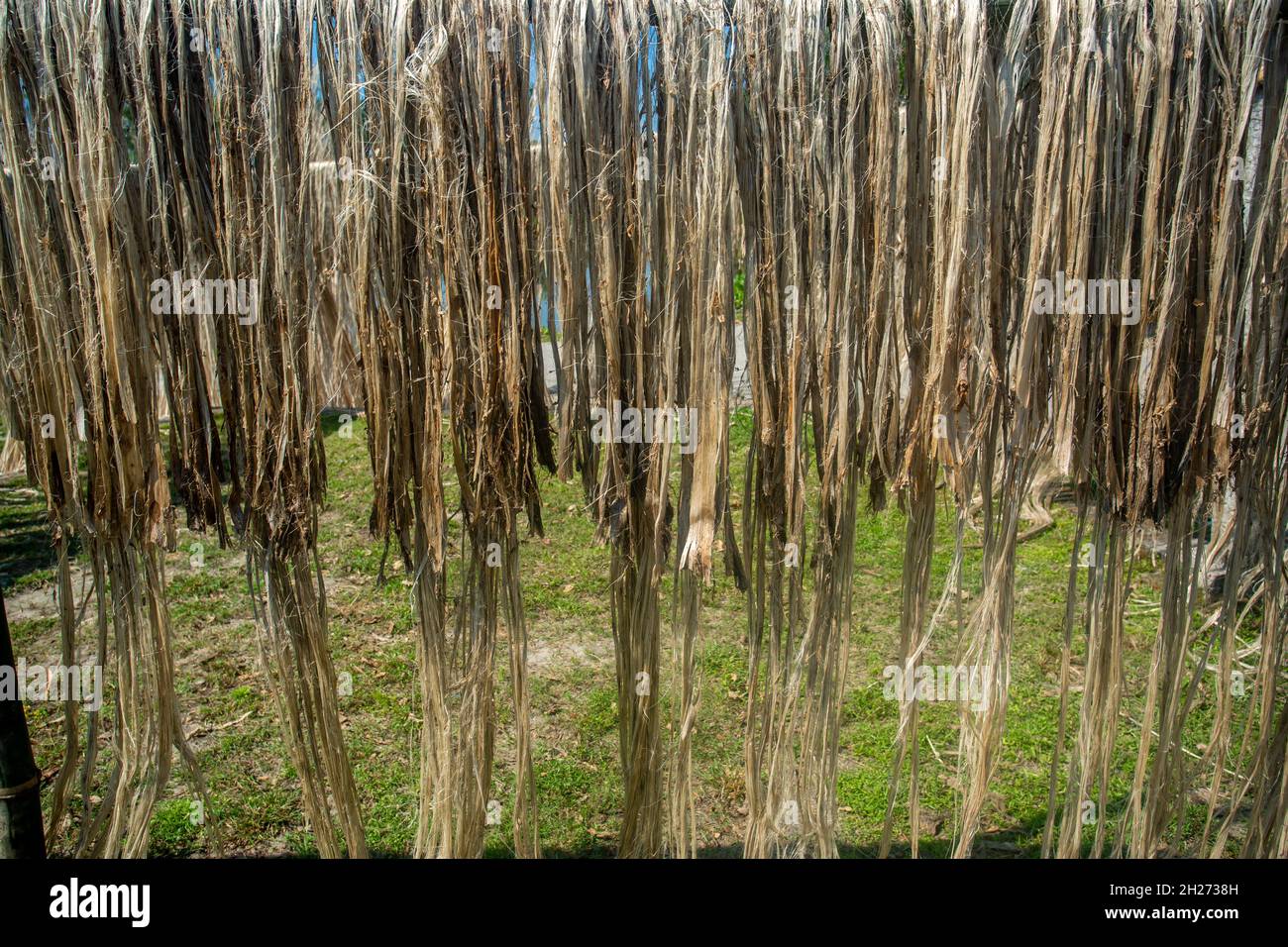 Jute fiber is being dried in the sun by the side of the road in the ...