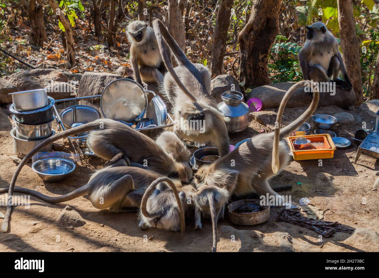 Langur monkeys flocking to food leftovers at Girnar Hill, Gujarat state ...