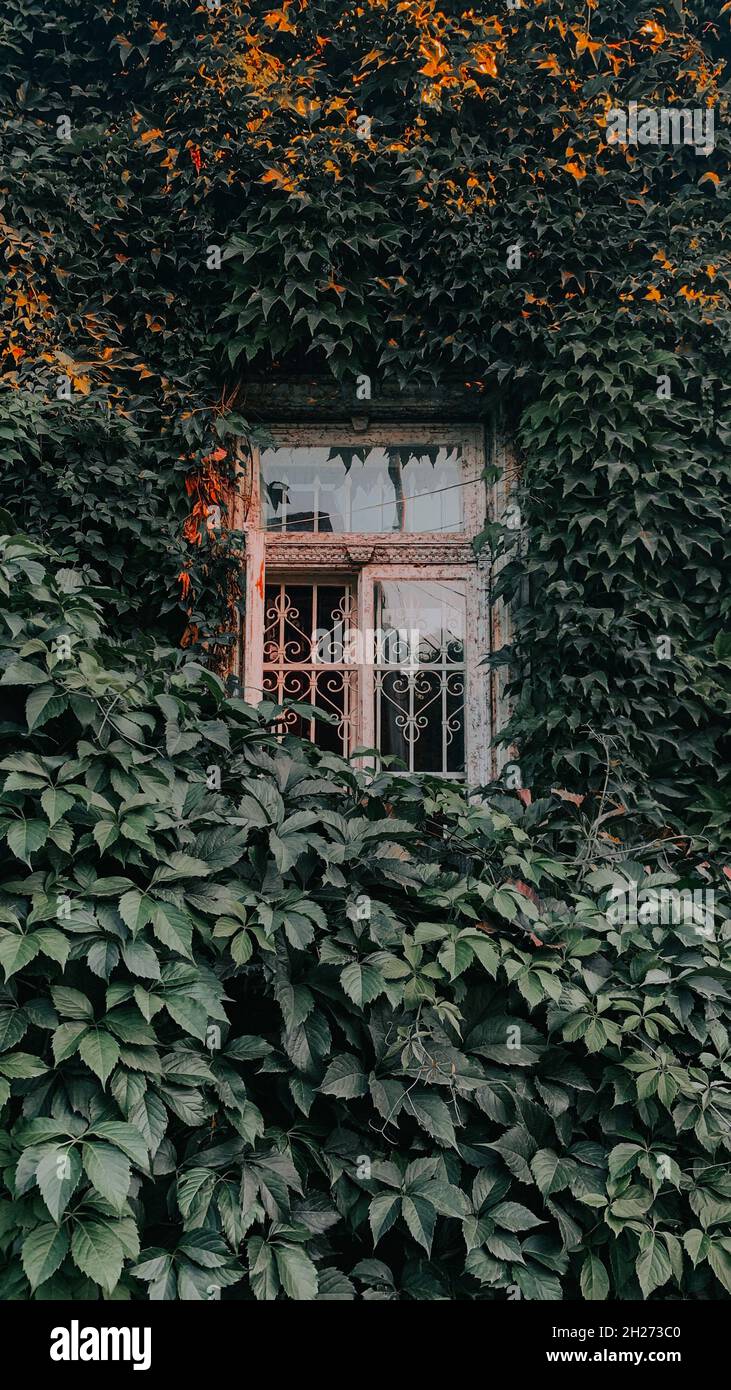 Window from an overgrown foliage Stock Photo - Alamy