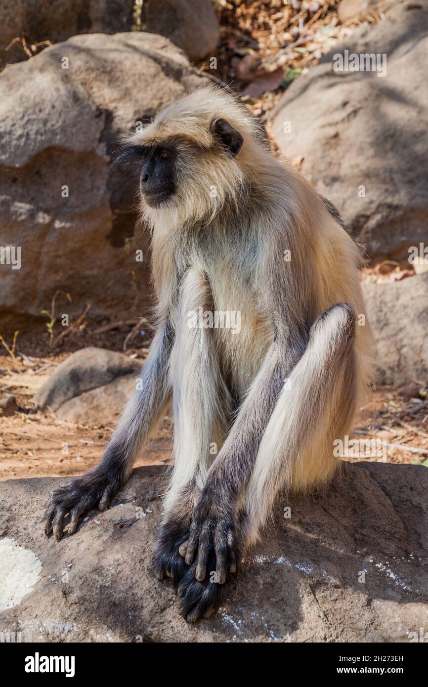 Langur monkey at Girnar Hill, Gujarat state, India Stock Photo - Alamy