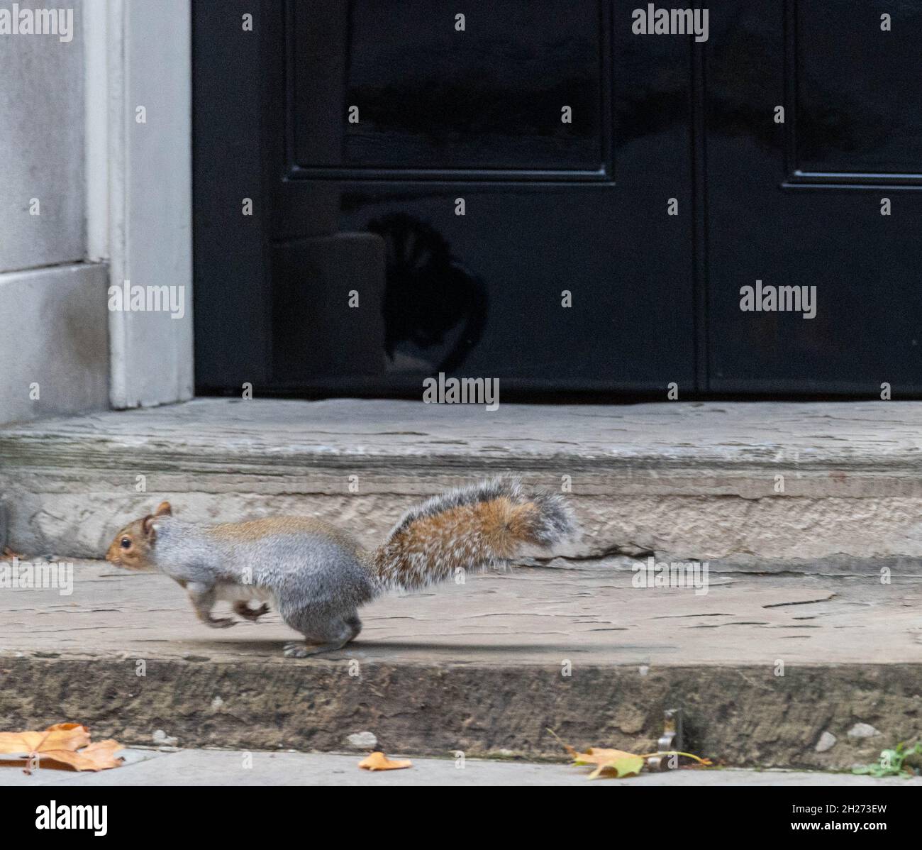 Fast moving squirrel hi-res stock photography and images - Alamy