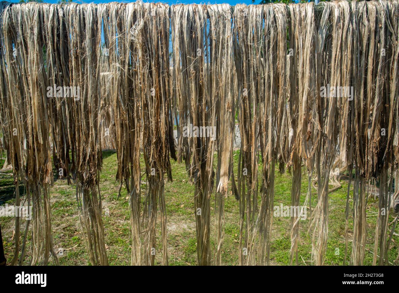 Jute fiber is being dried in the sun by the side of the road in the ...