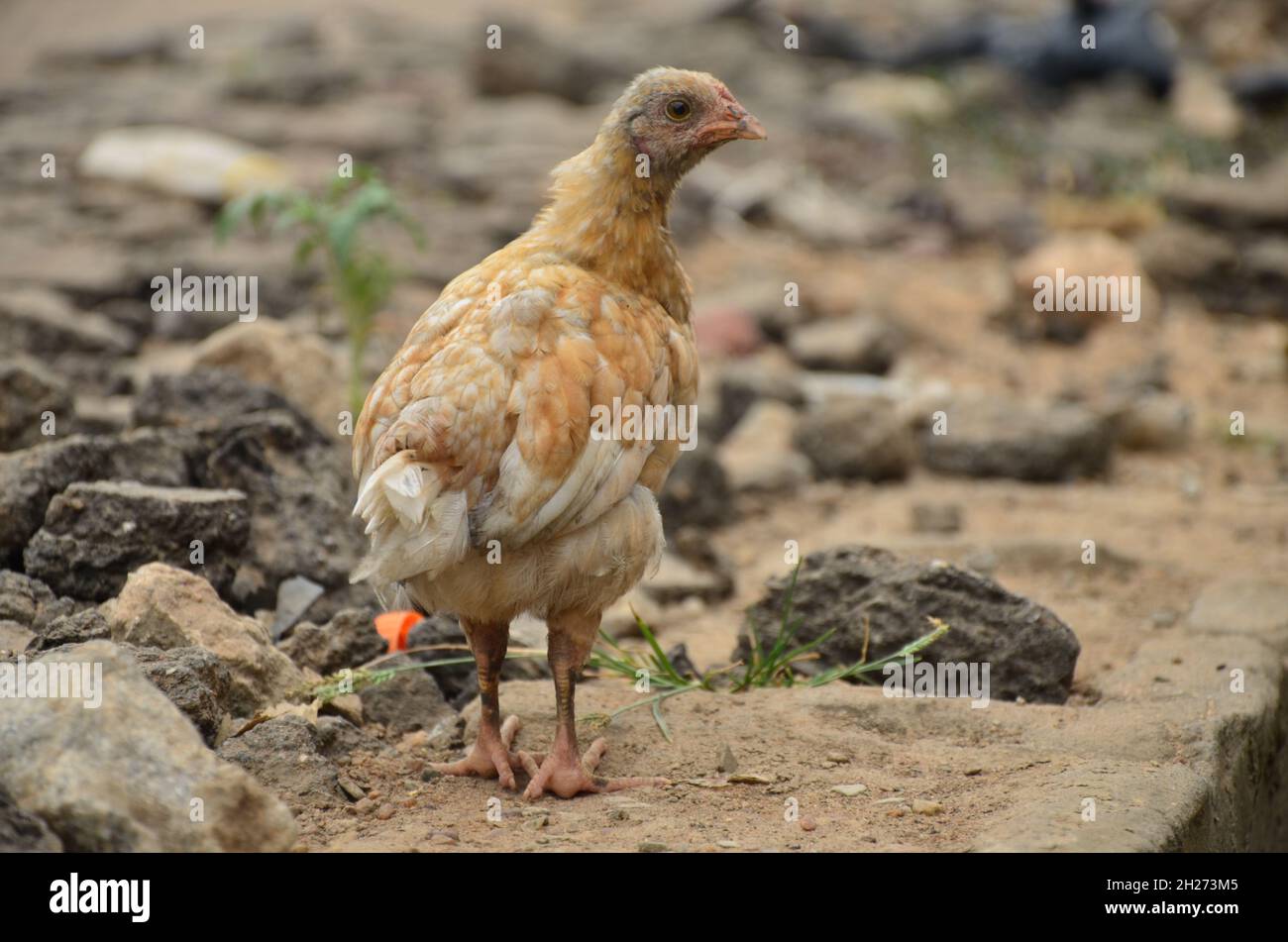 Free-ranging chicken staring away on a bad road Stock Photo - Alamy