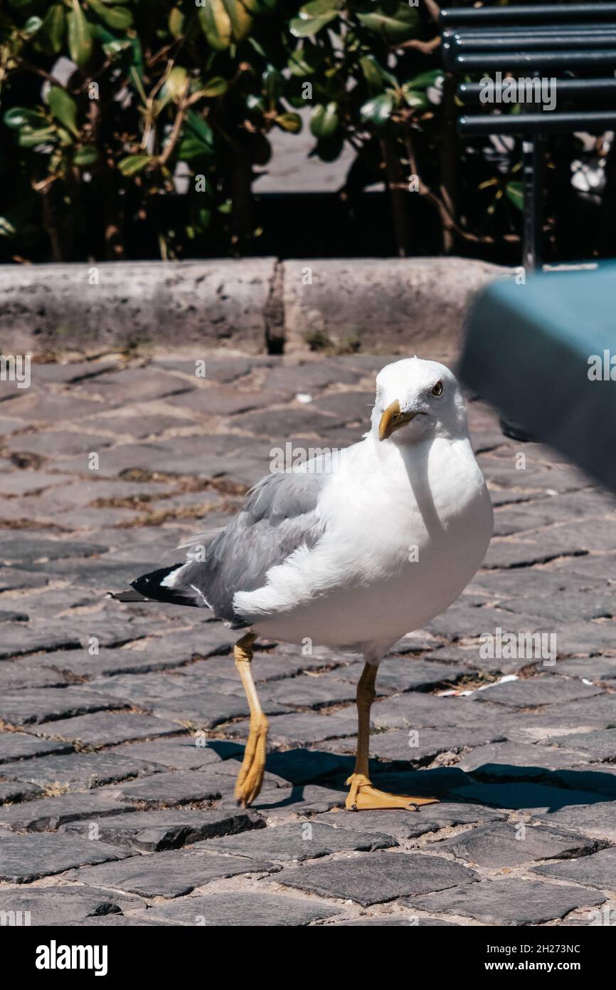 Gull on the cobblestone in the Vatican Stock Photo - Alamy