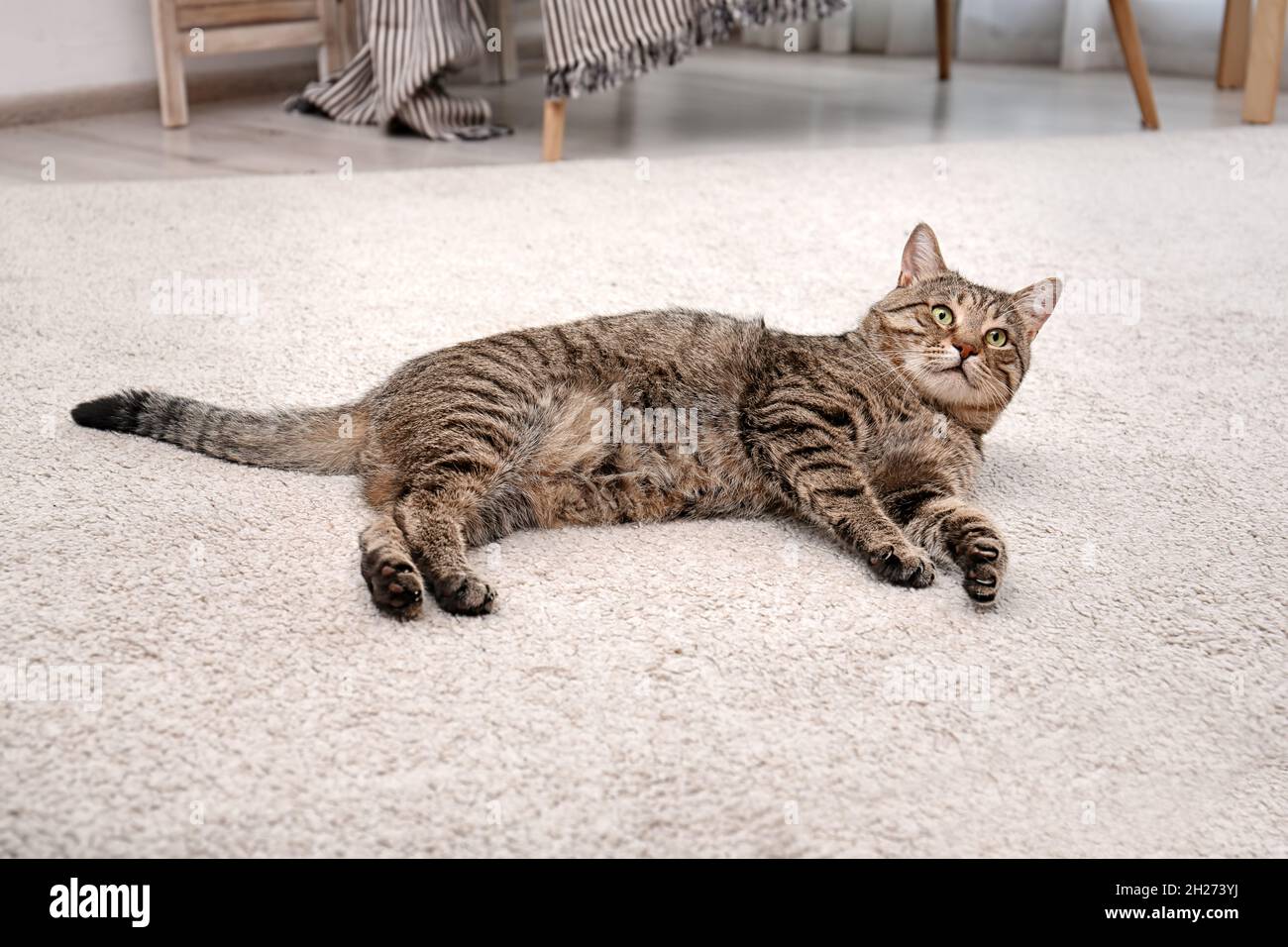 Cute cat resting on carpet at home Stock Photo - Alamy