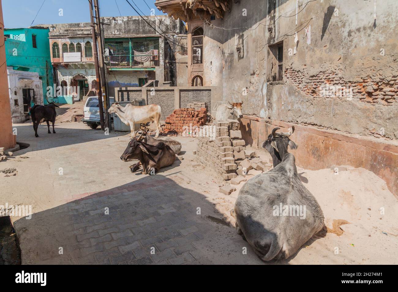 Cows on a street in Vrindavan, Uttar Pradesh state, India Stock Photo ...