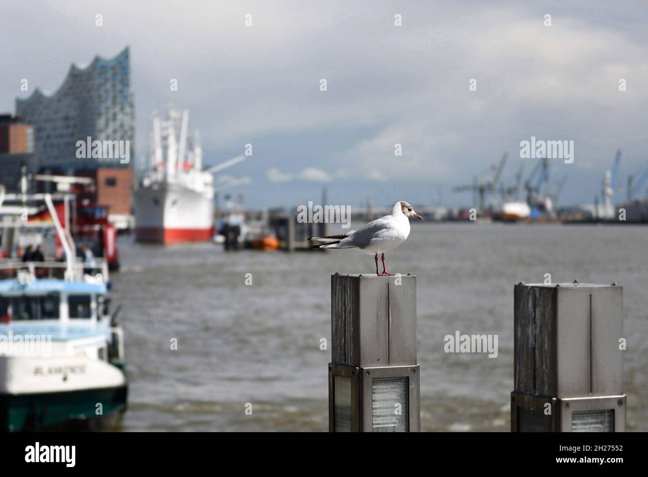 Möwe im Hafen in Hamburg, Deutschland, Europa - Seagull in the Port of ...