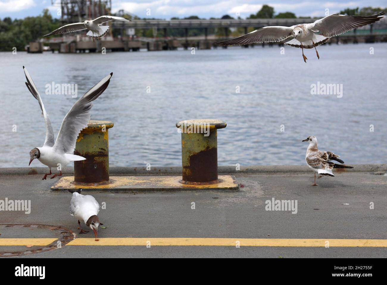 Möwe im Hafen in Hamburg, Deutschland, Europa - Seagull in the Port of ...