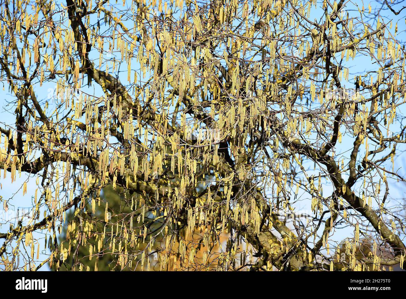 Die Gemeine Hasel, auch Haselstrauch oder Haselnussstrauch genannt, ist ...