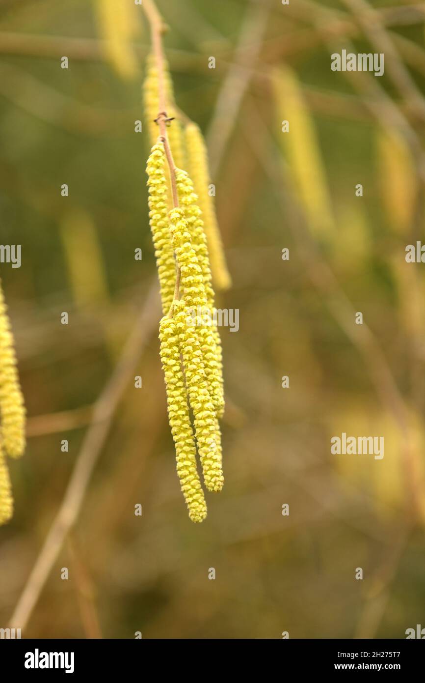 Die Gemeine Hasel, auch Haselstrauch oder Haselnussstrauch genannt, ist ...