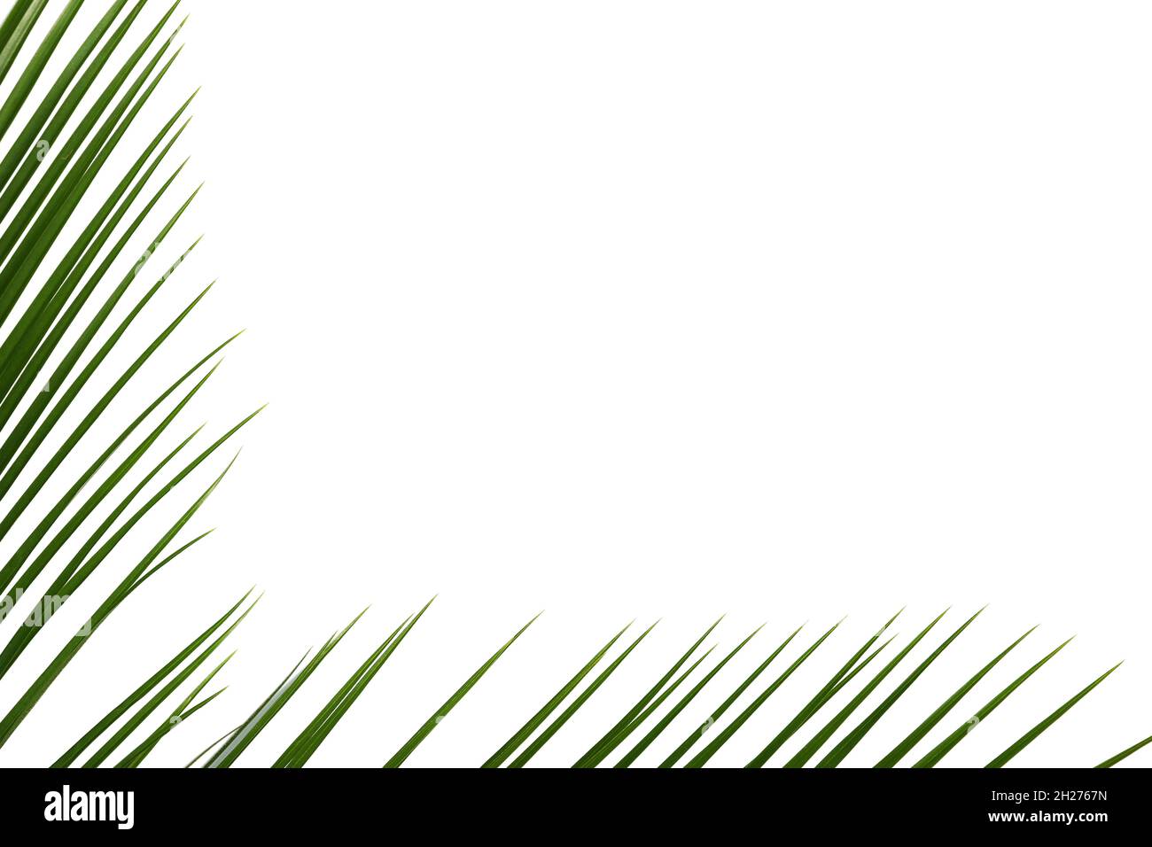 Fresh tropical date palm leaves on white background, top view Stock ...