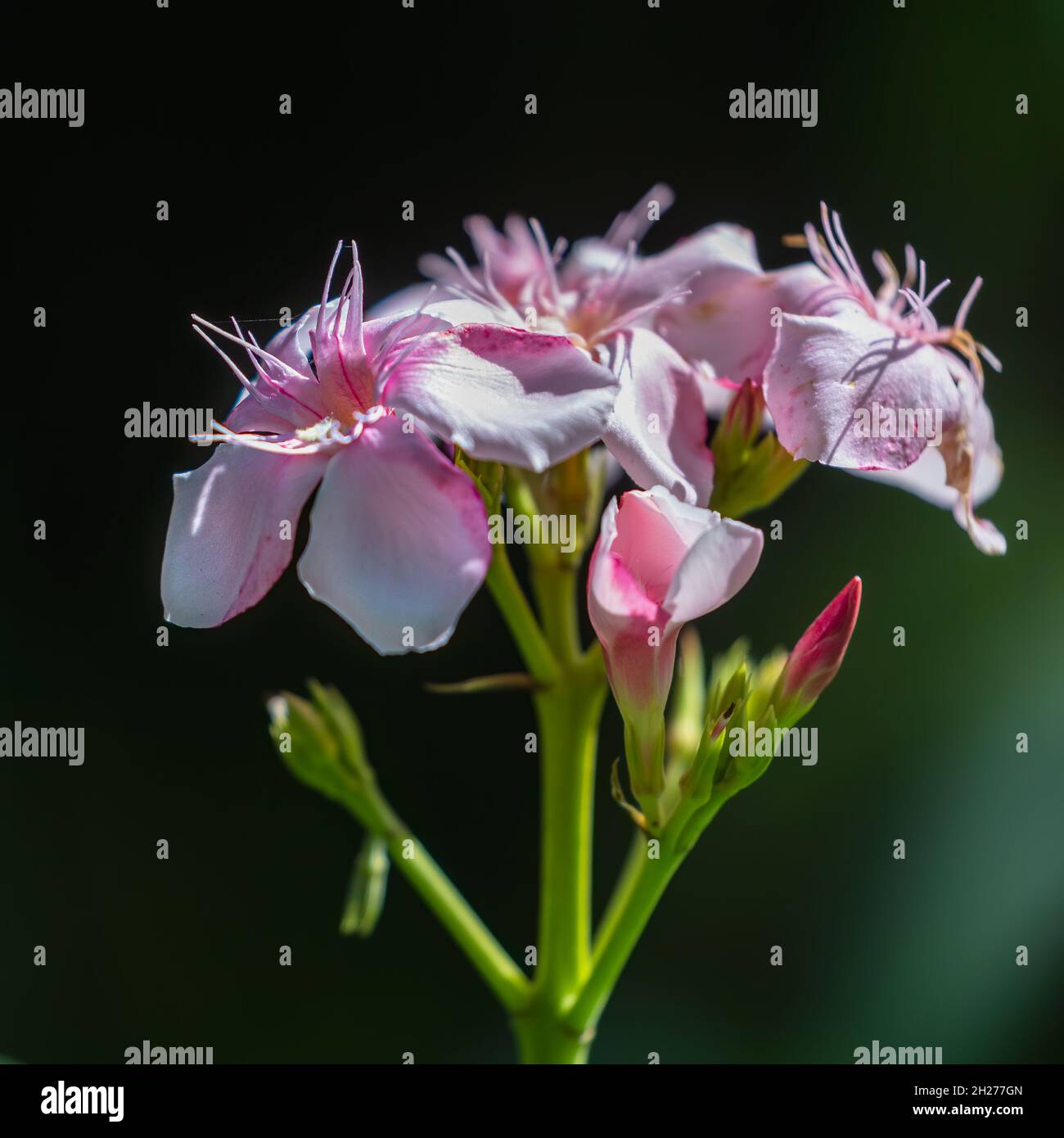 Oleander bunch of flower with buds in full bloom Stock Photo - Alamy