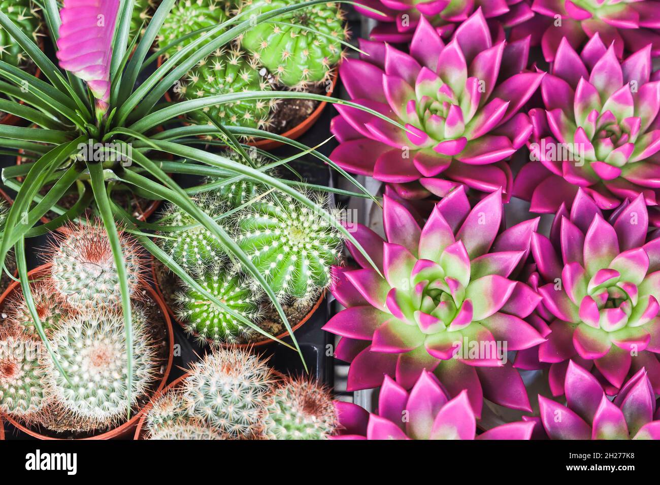 Purple succulents hi-res stock photography and images - Alamy