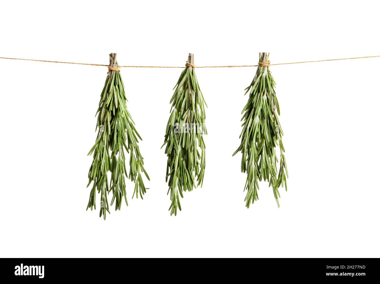 Fresh rosemary bunches hanging on white background Stock Photo - Alamy