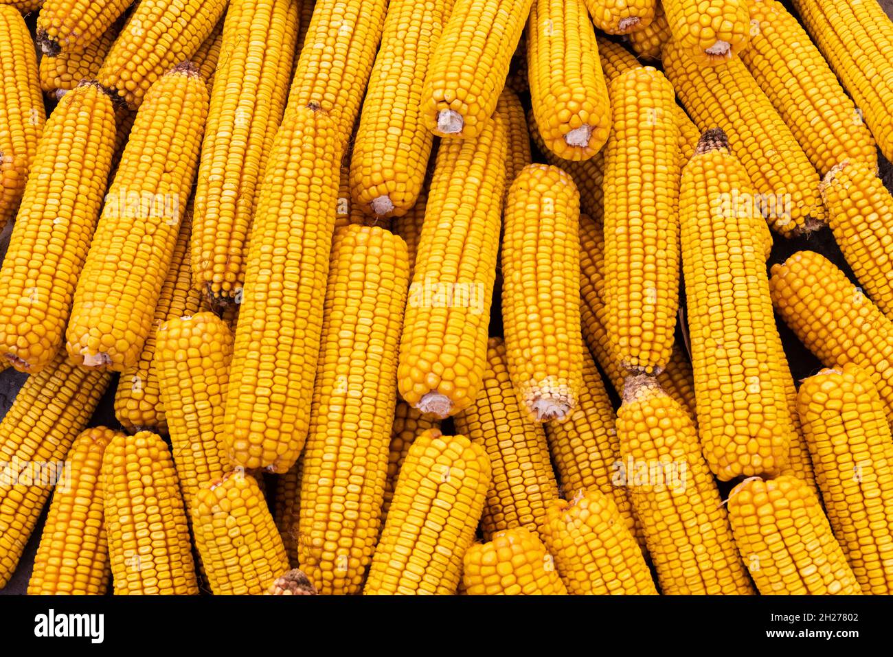 Dry corn background. Animal food. Agriculture, farming concept Stock ...