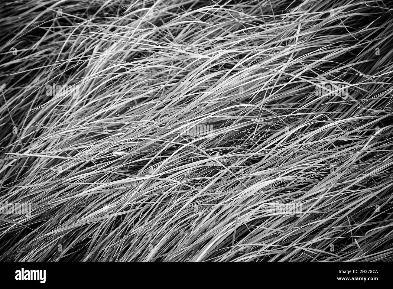 Long grass pattern texture Black and White Stock Photos & Images - Alamy