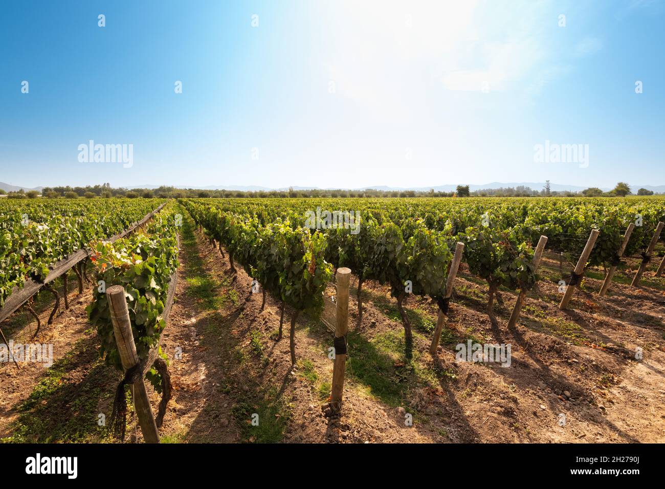 Vines crops at a vineyard at Colchagua valley, Chile Stock Photo - Alamy
