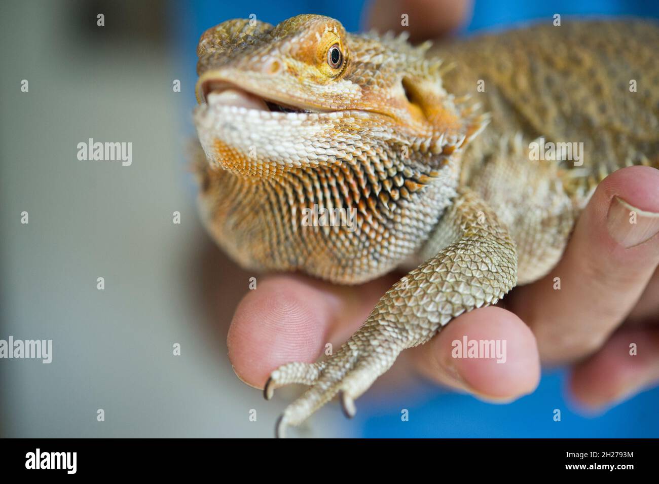 Man holding a bearded dragon lizard in his hands Stock Photo - Alamy