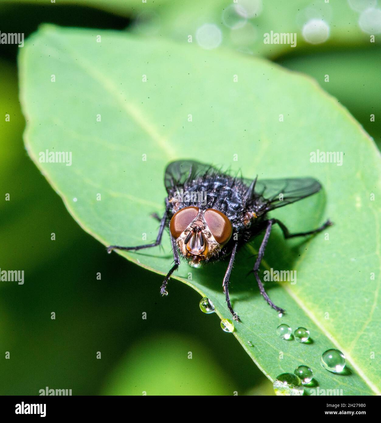 lesser house fly close up sat on a leaf Stock Photo - Alamy