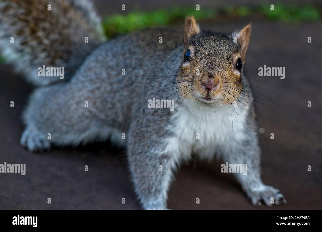 Eastern gray squirrel Sciurus carolinensis Stock Photo - Alamy