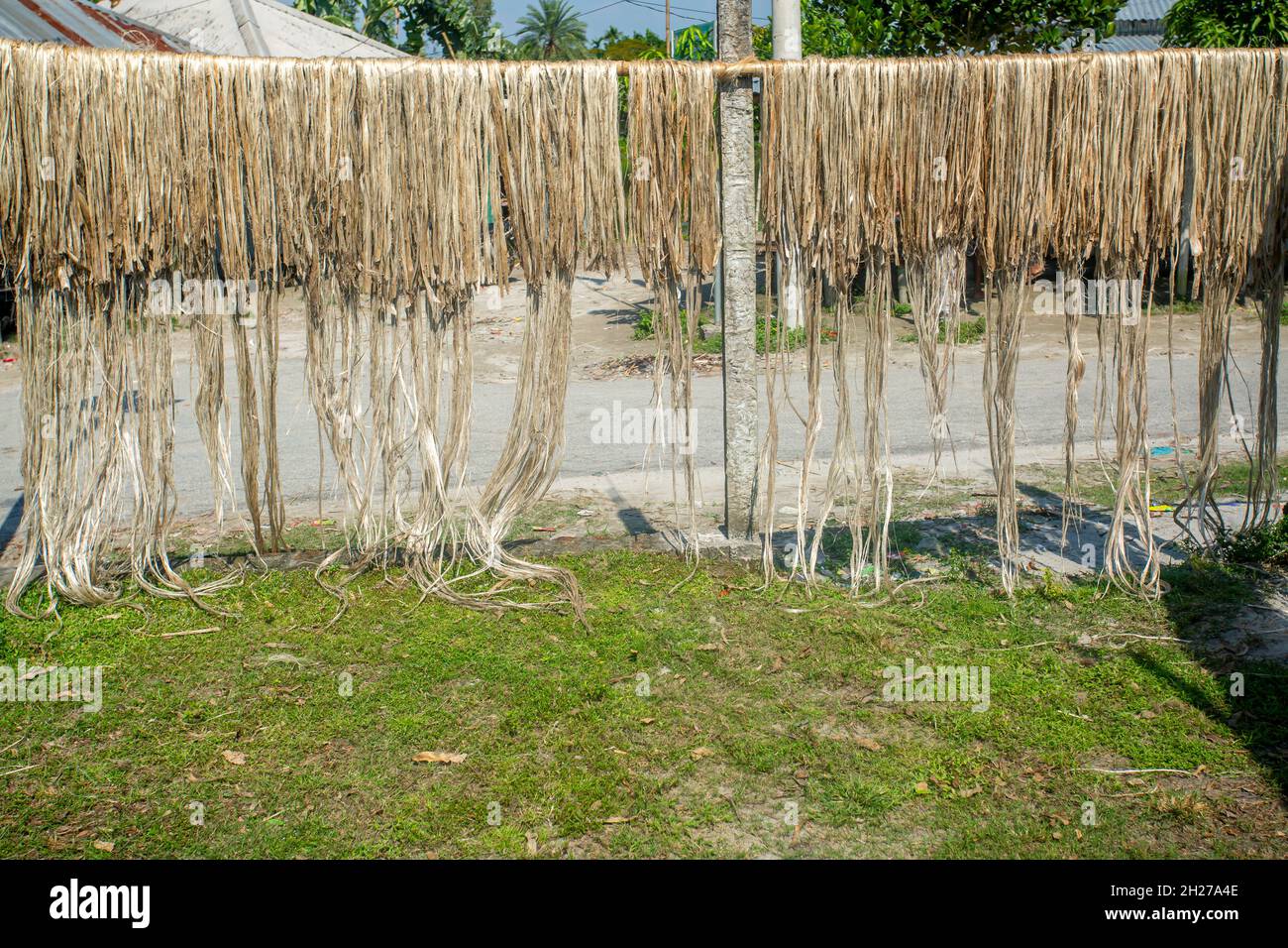 Jute fiber is being dried in the sun by the side of the road in the ...