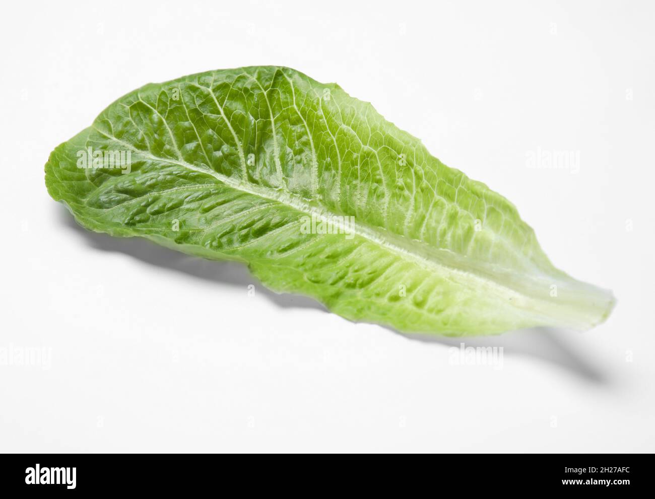 Leaf of fresh ripe cos lettuce on white background Stock Photo - Alamy