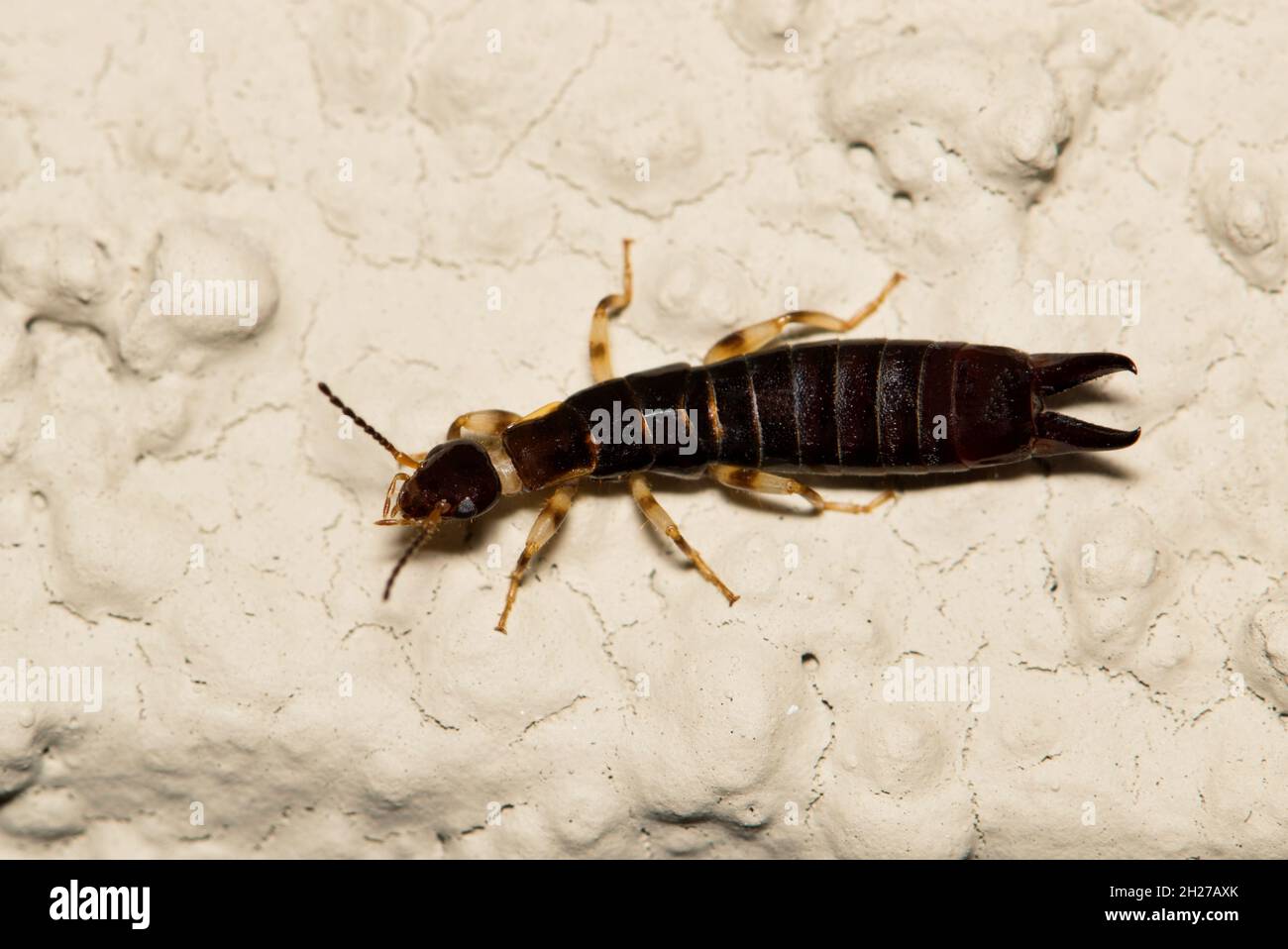 Euborellia annulipes hi-res stock photography and images - Alamy