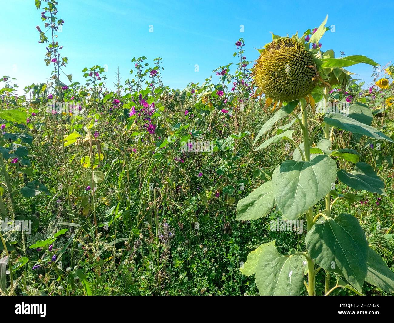 Landscape of withered sunflower in the field Stock Photo - Alamy