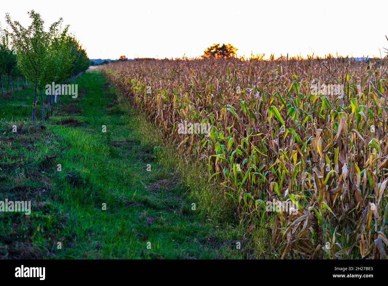 Vegetable crop field sunset hi-res stock photography and images - Alamy