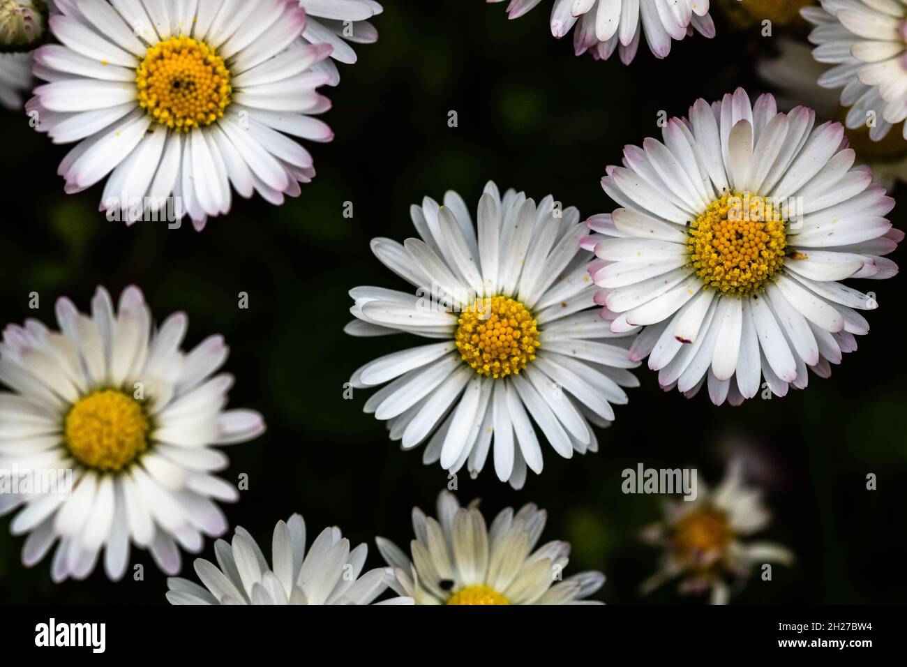 Closeup of fresh daisy flowers on the dark background - Bellis perennis ...