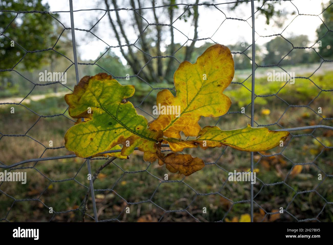 The oak fence hi-res stock photography and images - Alamy