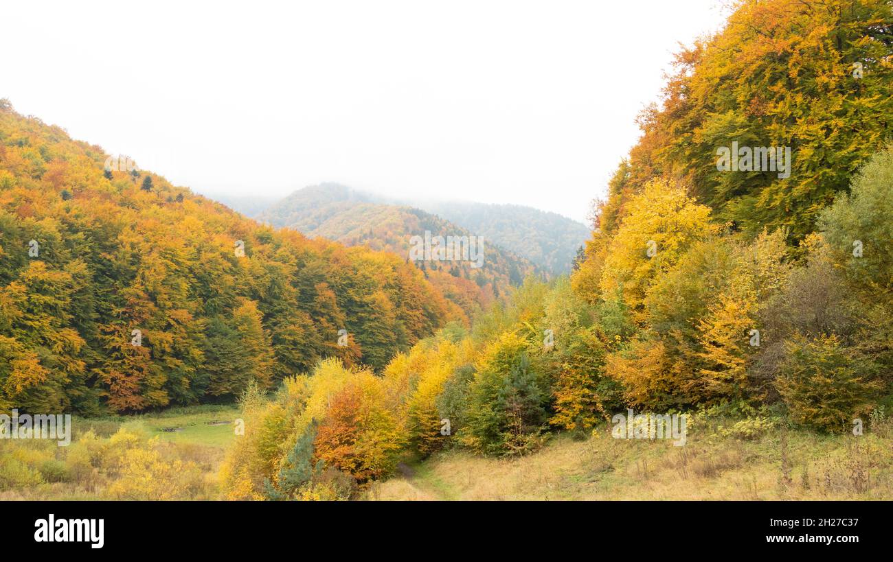 Meadow in early autumn forest Stock Photo - Alamy