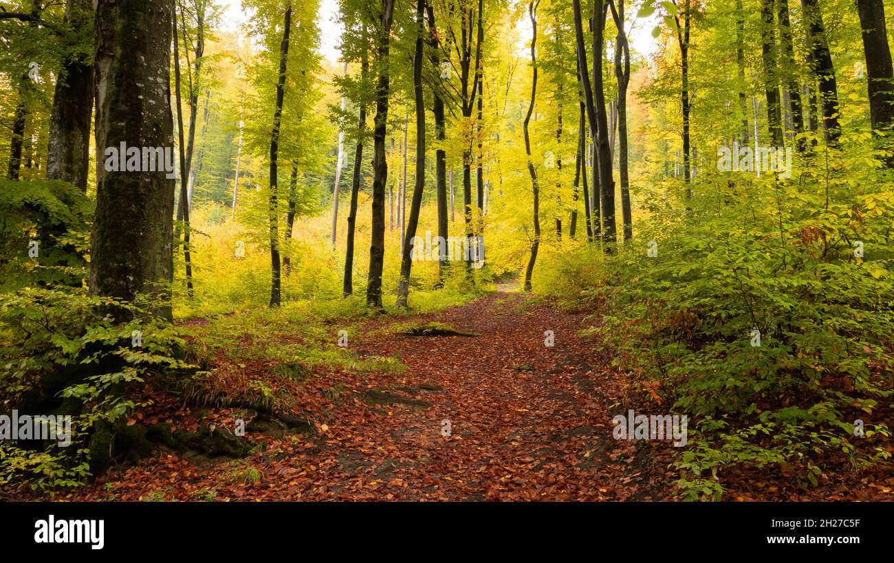 Path in early autumn forest Stock Photo - Alamy