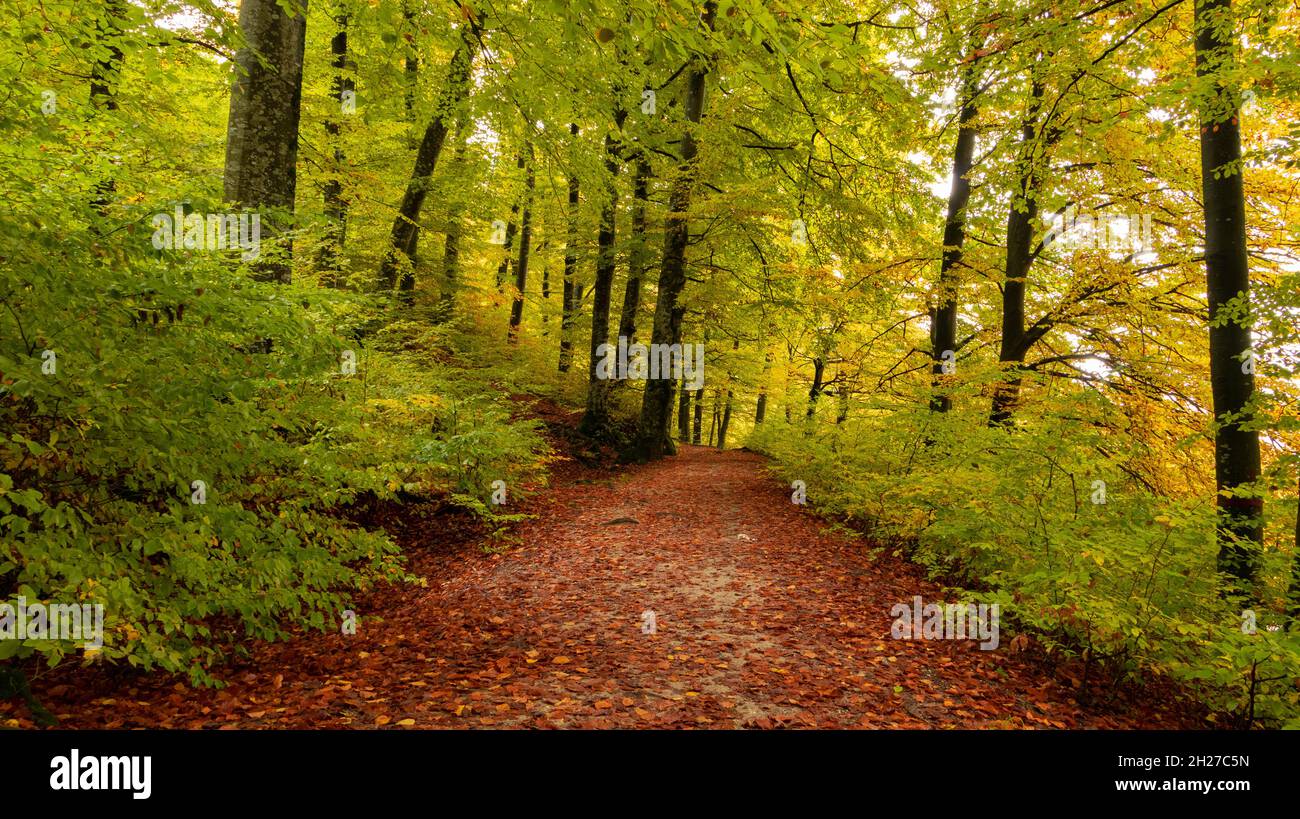 Path in early autumn forest Stock Photo - Alamy