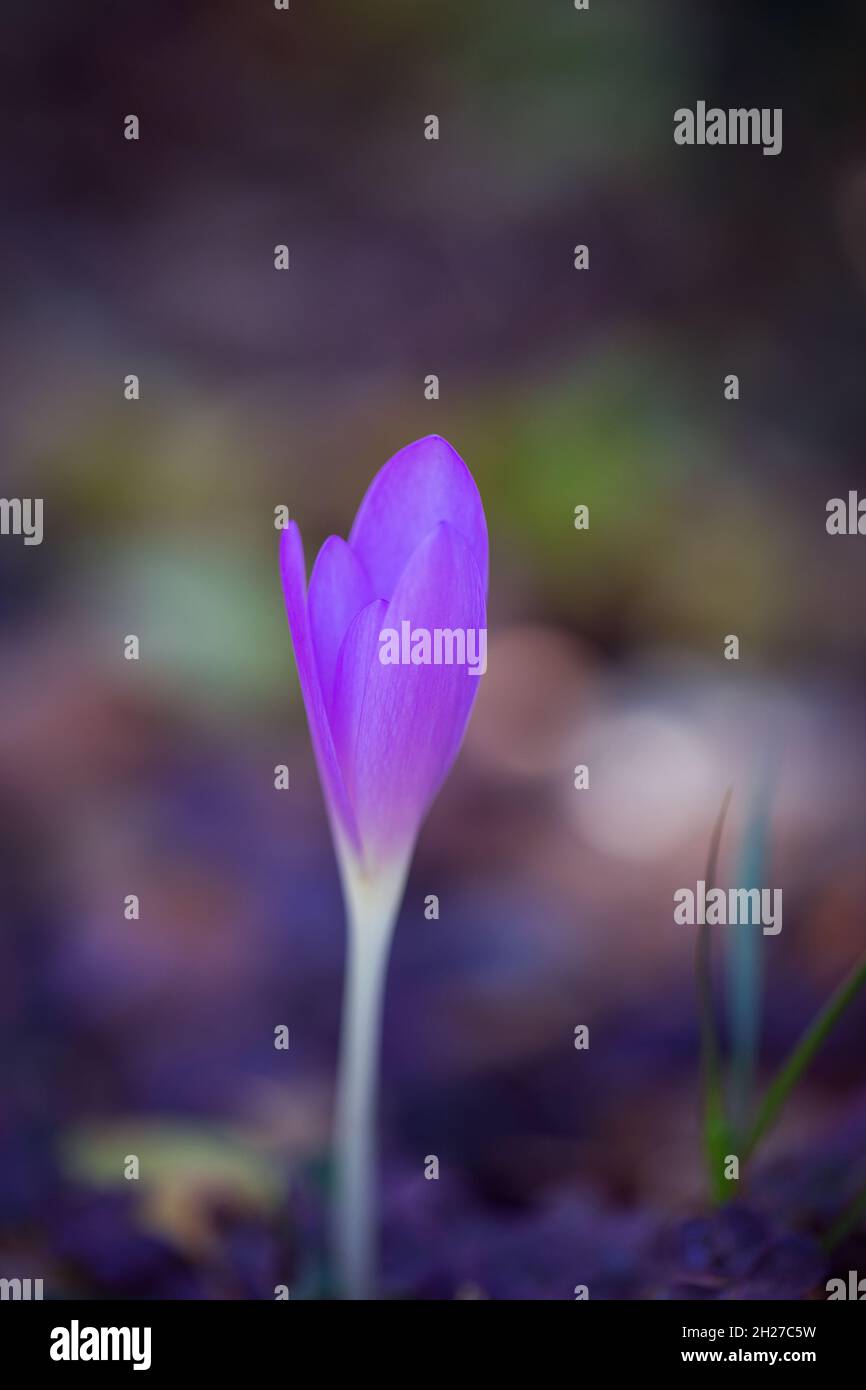 Blue crocus hi-res stock photography and images - Alamy