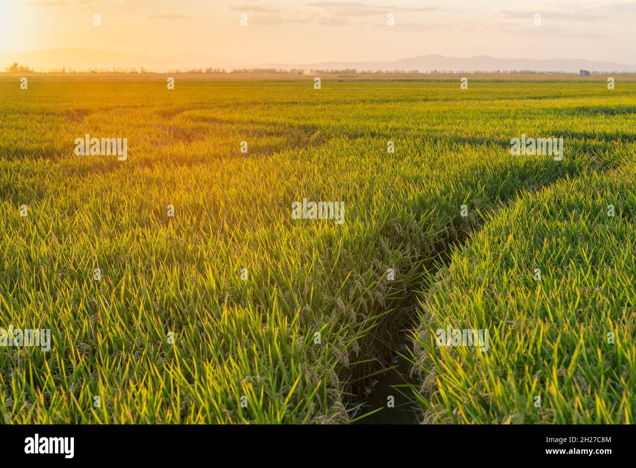Rice fields during sunset light in Albufera Natural Park in Valencia ...