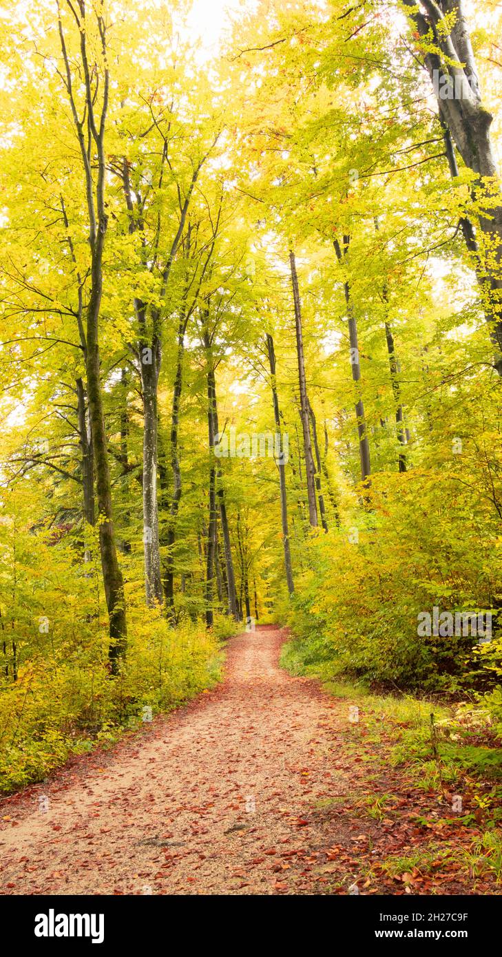 Path in early autumn forest Stock Photo - Alamy