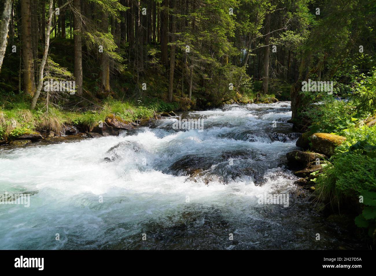a beautiful alpine landscape with a creek, fir tree forest and the Alps ...