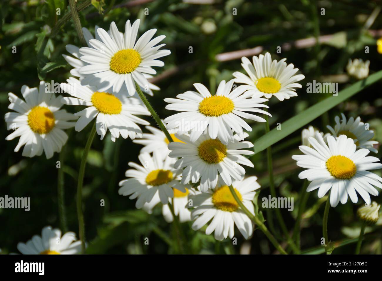 Large daisy hi-res stock photography and images - Alamy