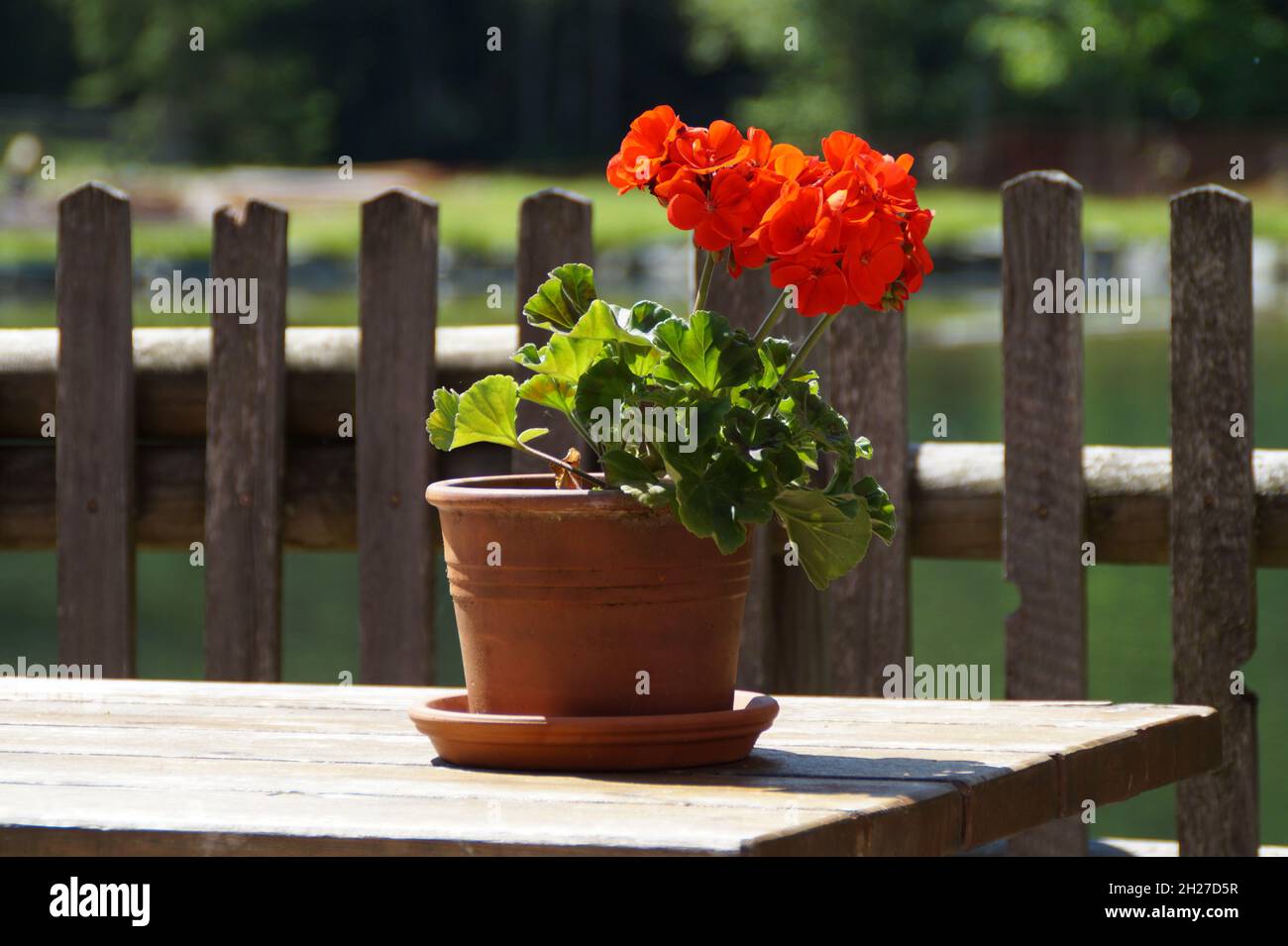 Austrian beer High Resolution Stock Photography and Images - Alamy