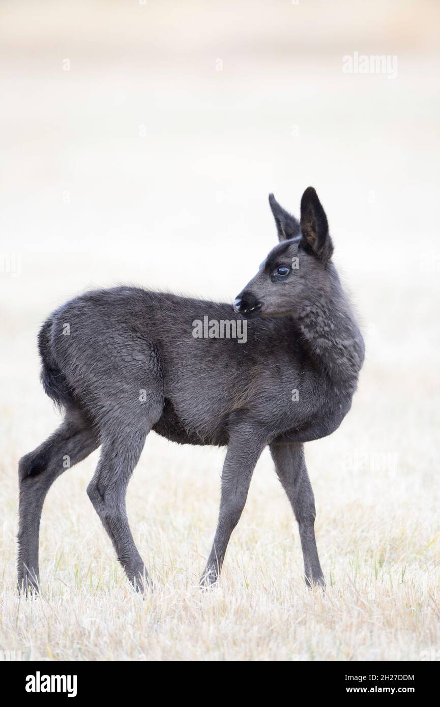 Melanistic Mule Deer