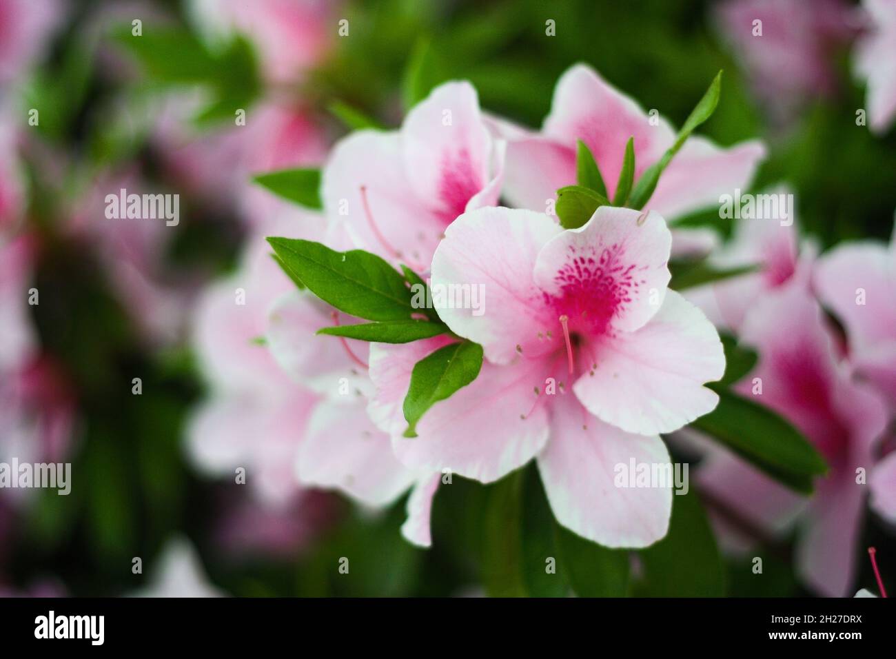 Evergreen japanese azalea hi-res stock photography and images - Alamy
