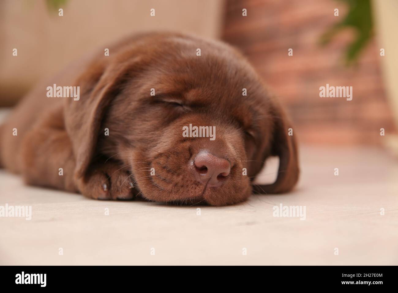Chocolate Labrador Retriever puppy sleeping on floor indoors Stock ...