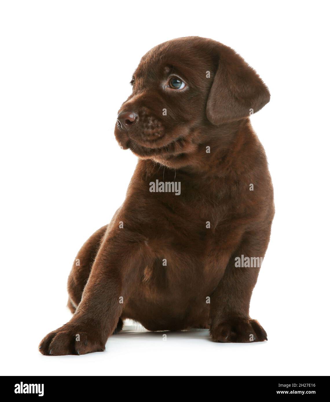 Chocolate Labrador Retriever puppy on white background Stock Photo - Alamy