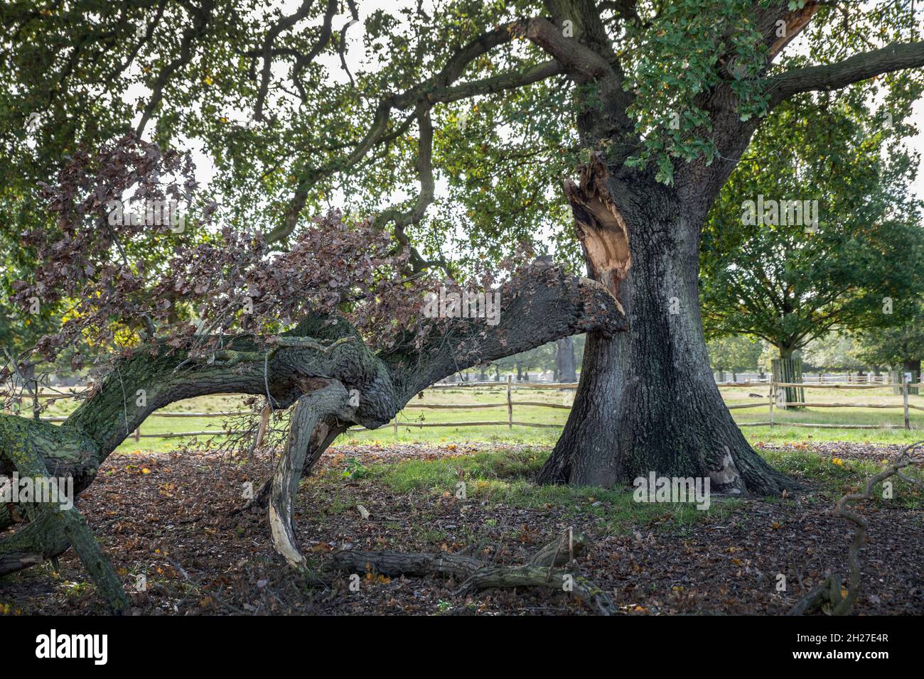 Large oak tree with branch damage Stock Photo - Alamy